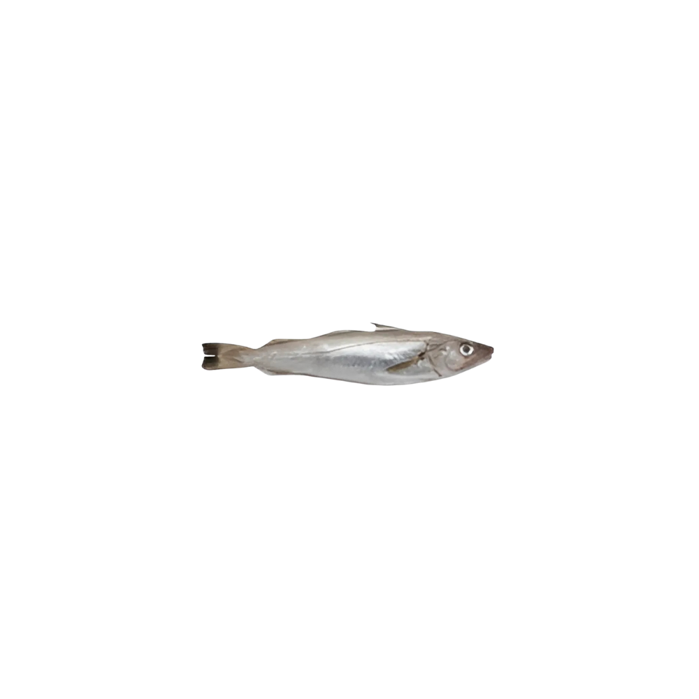 Seafood Whiting Fish – Joe's African & Caribbean Market